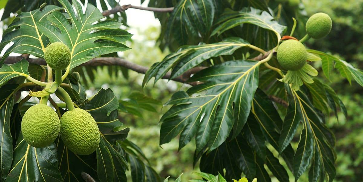 Home - treecoveryhawaii.org